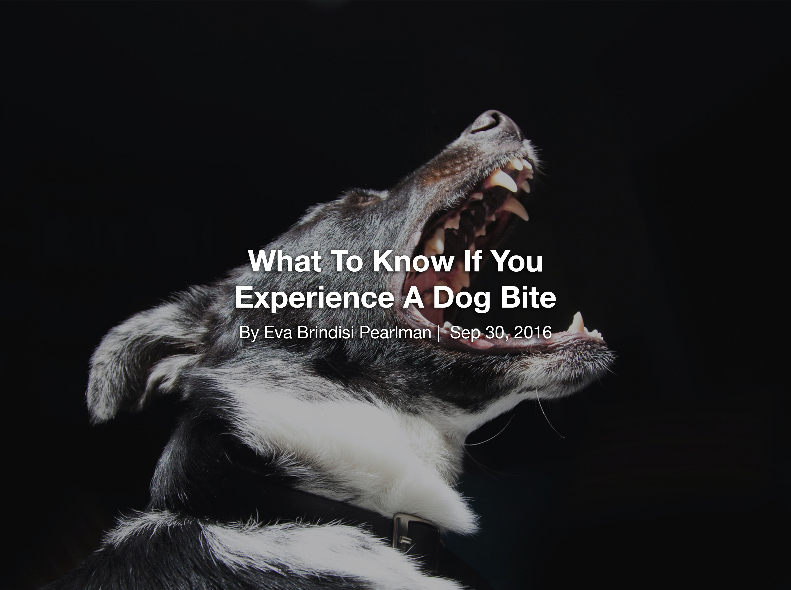 What To Know If You Experience A Dog Bite - Utica and Syracuse Personal ...